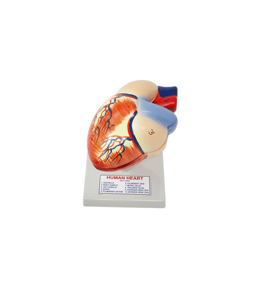 MODEL FIBER GLASS - Human Heart on stand (2 parts Dissectible) - Aggstrom