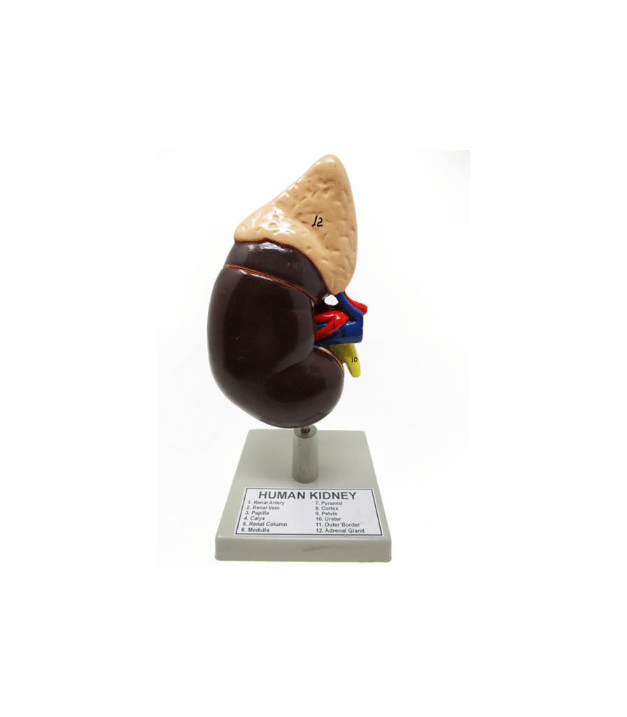 MODEL FIBER GLASS - Human Kidney on Stand (2 Parts Dissectible) - Aggstrom